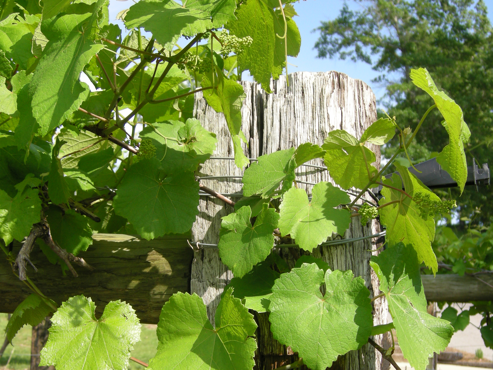 Ozan Winery & Vineyard | Wine Tasting, Tours, Events, Meetings and ...